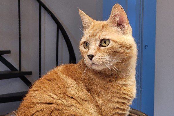 Poes - Verhuisdieren.nl