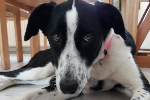 Micachu - Verhuisdieren.nl