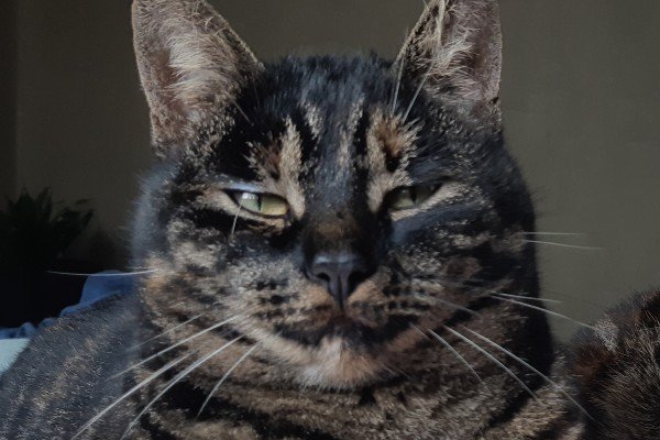 Puk - Verhuisdieren.nl