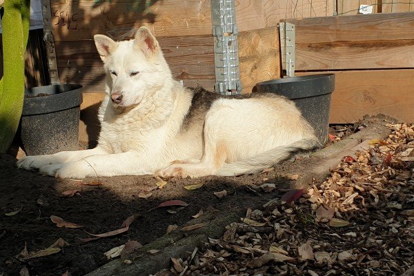 Wise - Verhuisdieren.nl