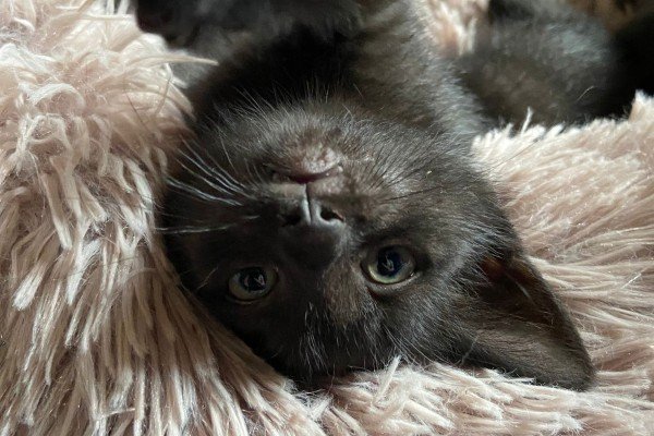 Kitten Lexi - Verhuisdieren.nl