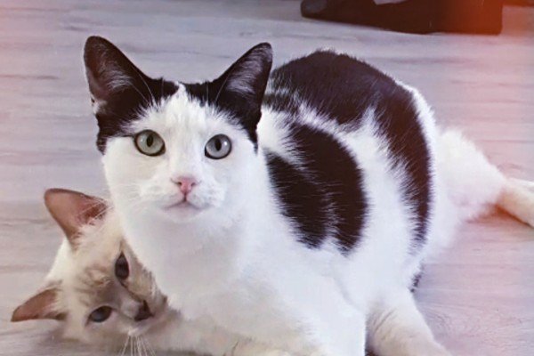 Toetie - Verhuisdieren.nl