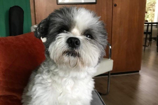 Boemer - Verhuisdieren.nl