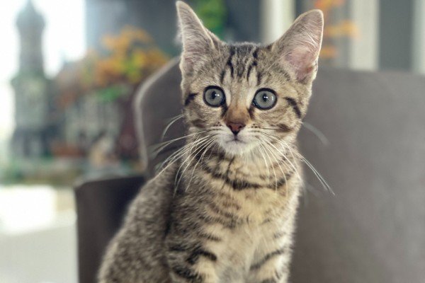 Poes - Verhuisdieren.nl