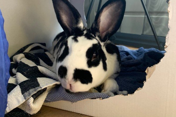 Fred - Verhuisdieren.nl