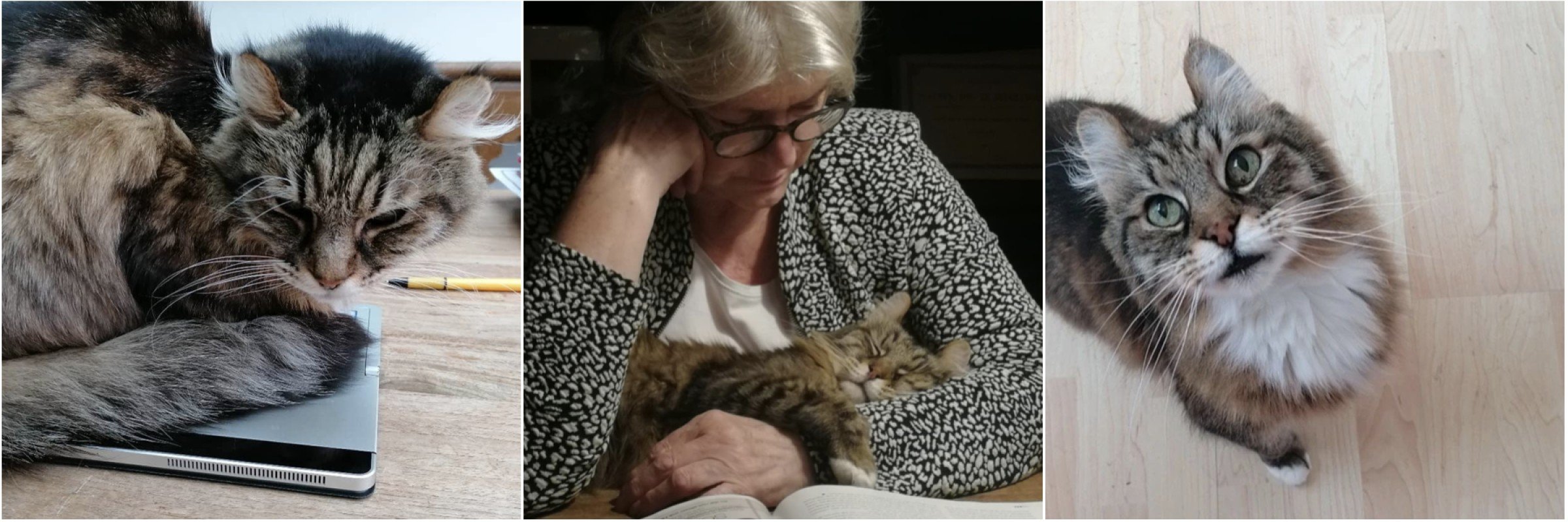 Genieten van de adoptie van een oudere kat - Verhuisdieren.nl