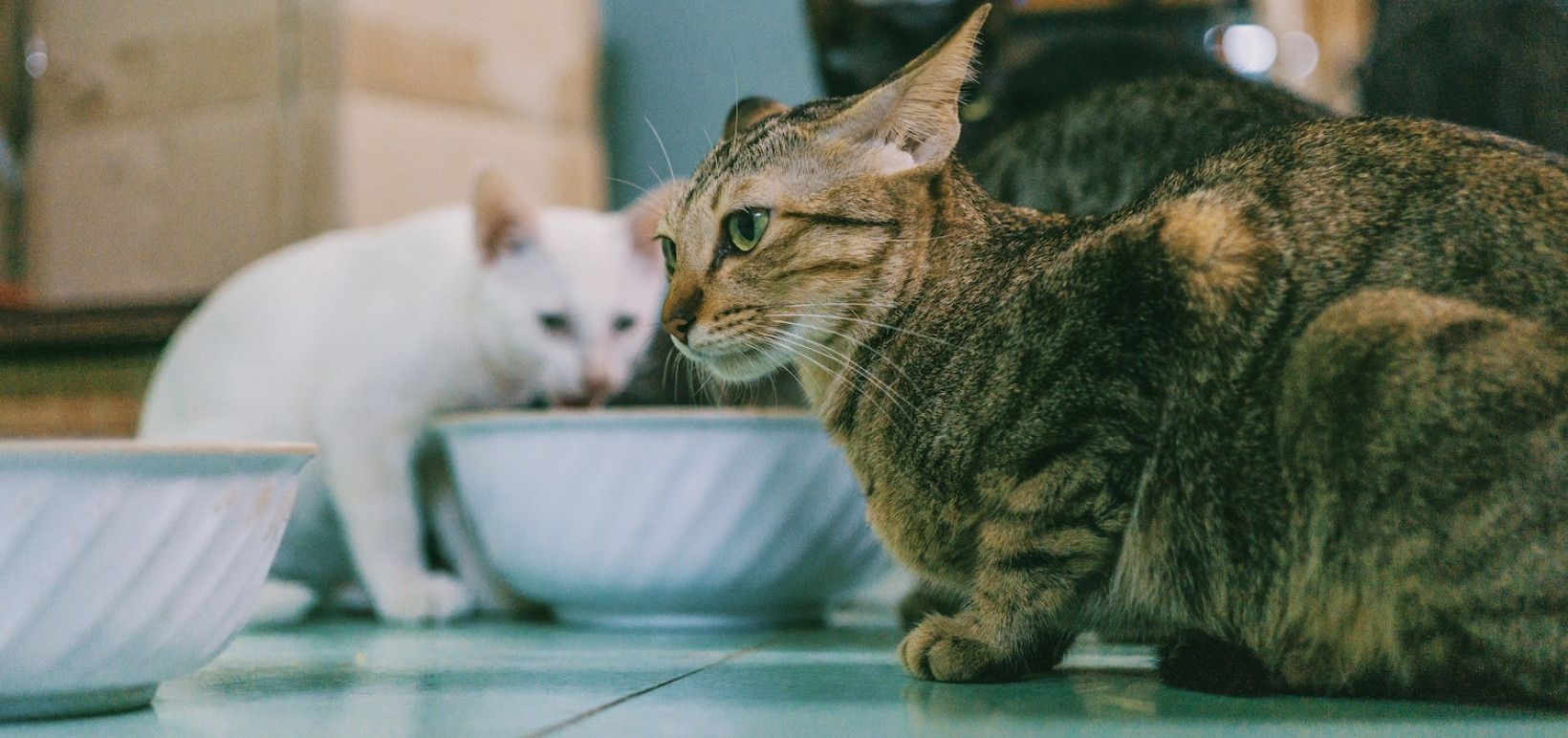 Hoe introduceer je katten aan elkaar? - Verhuisdieren.nl
